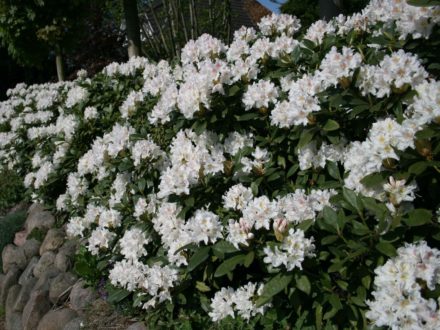 Rhododendron: 182 fotografije i opisi sorti, njega i uzgoj kod kuće i ...