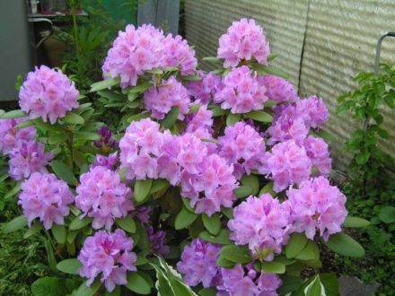 Rhododendron: 182 fotografije i opisi sorti, njega i uzgoj kod kuće i ...