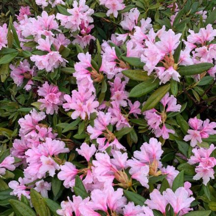 Rhododendron: 182 fotografije i opisi sorti, njega i uzgoj kod kuće i ...