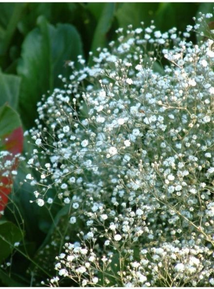 Gypsophila (75 photos): types, planting, cultivation and care