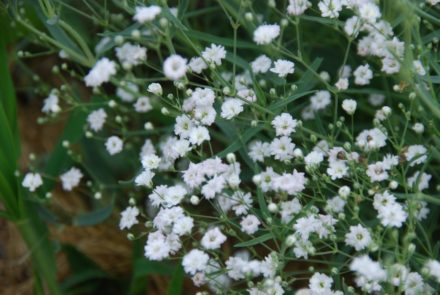 Gypsophila (75 photos): types, planting, cultivation and care