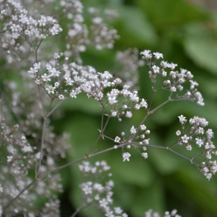 Gypsophila (75 photos): types, planting, cultivation and care