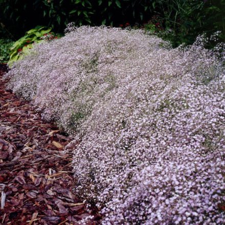 Gypsophila (75 photos): types, planting, cultivation and care