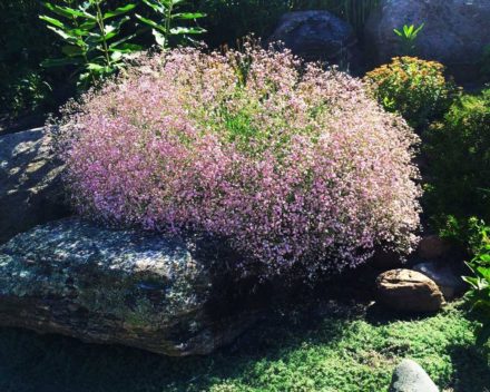 Gypsophila (75 photos): types, planting, cultivation and care